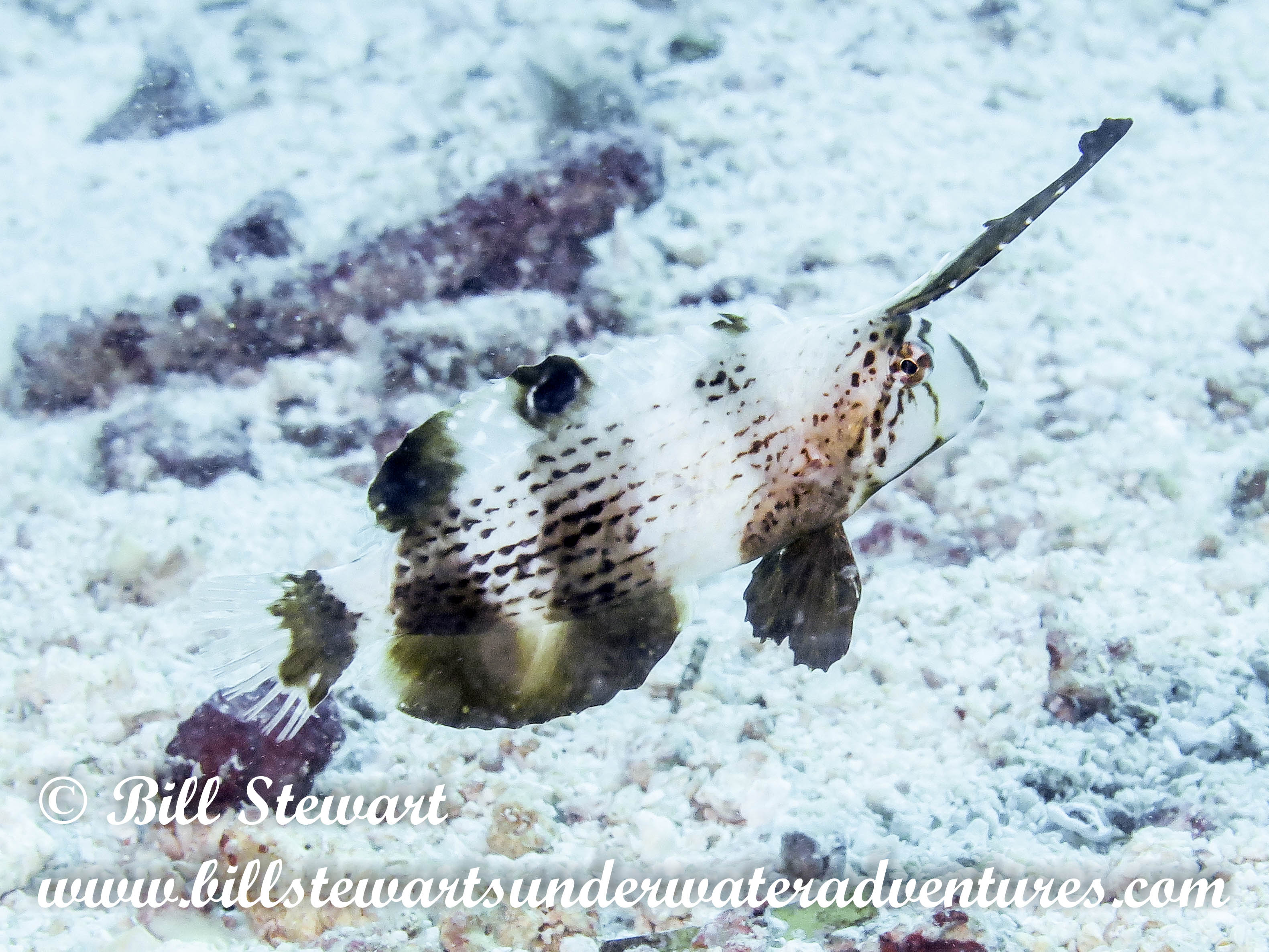 Dragonnet – Bill Stewart's Underwater Adventures