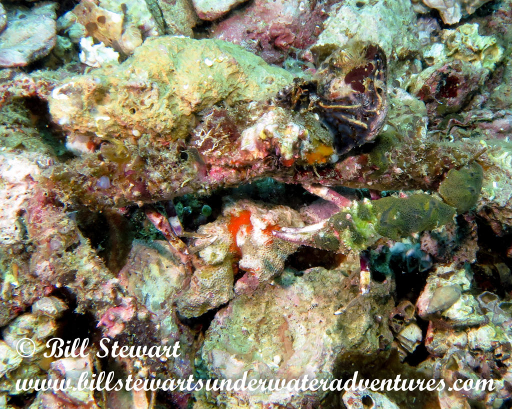 Another visit to Malapascua – Bill Stewart's Underwater Adventures