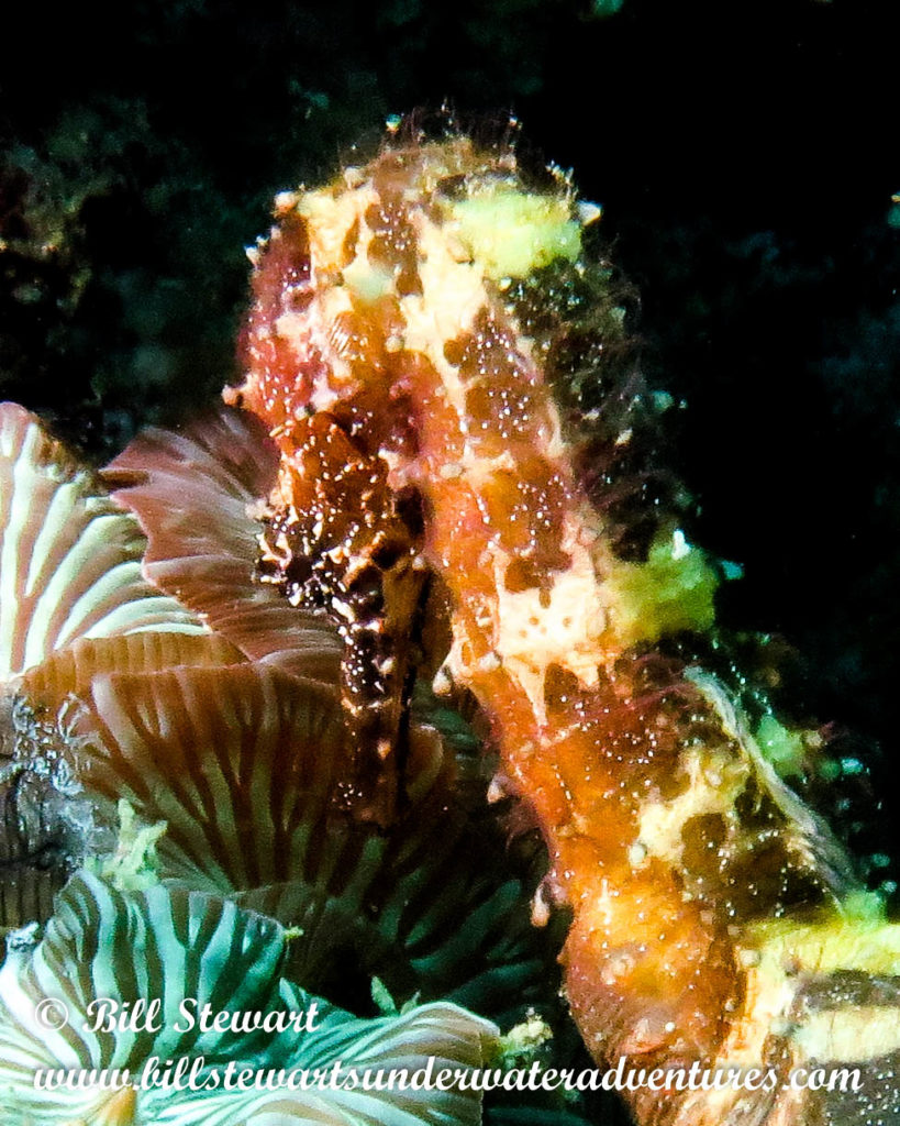 Another visit to Malapascua – Bill Stewart's Underwater Adventures