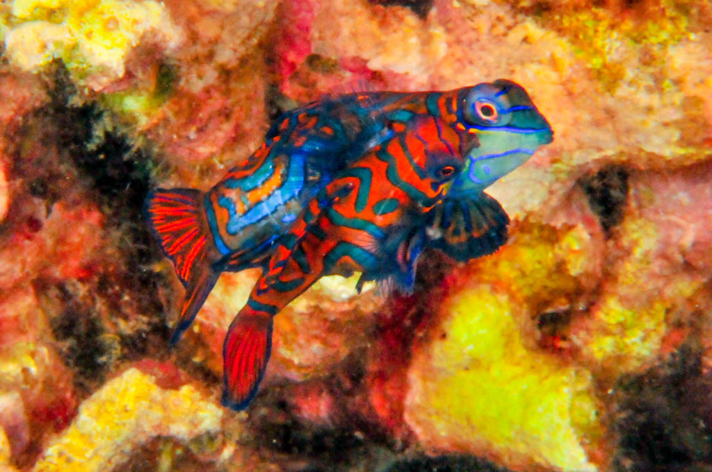 Another visit to Malapascua – Bill Stewart's Underwater Adventures