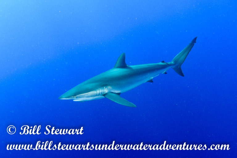 Palm Beach County, Florida-Sharks and Goliath Groupers! – Bill Stewart ...