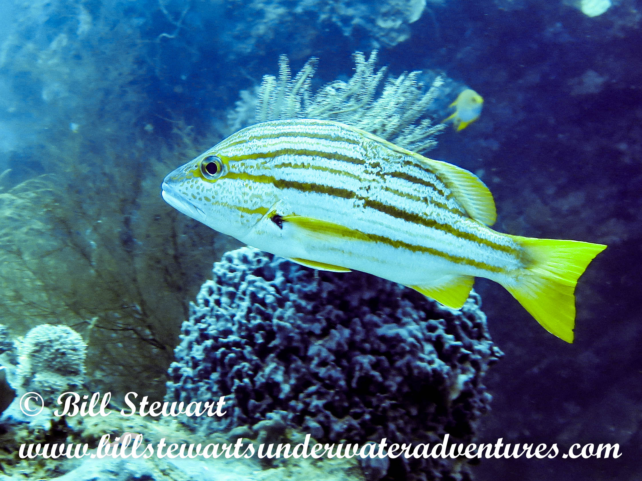 El Nido, Philippines – Bill Stewart's Underwater Adventures