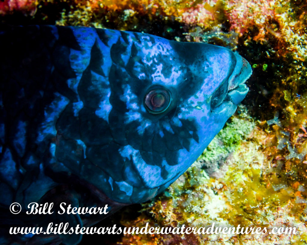 Key Largo, Florida-Home of America’s First Underwater Park – Bill ...
