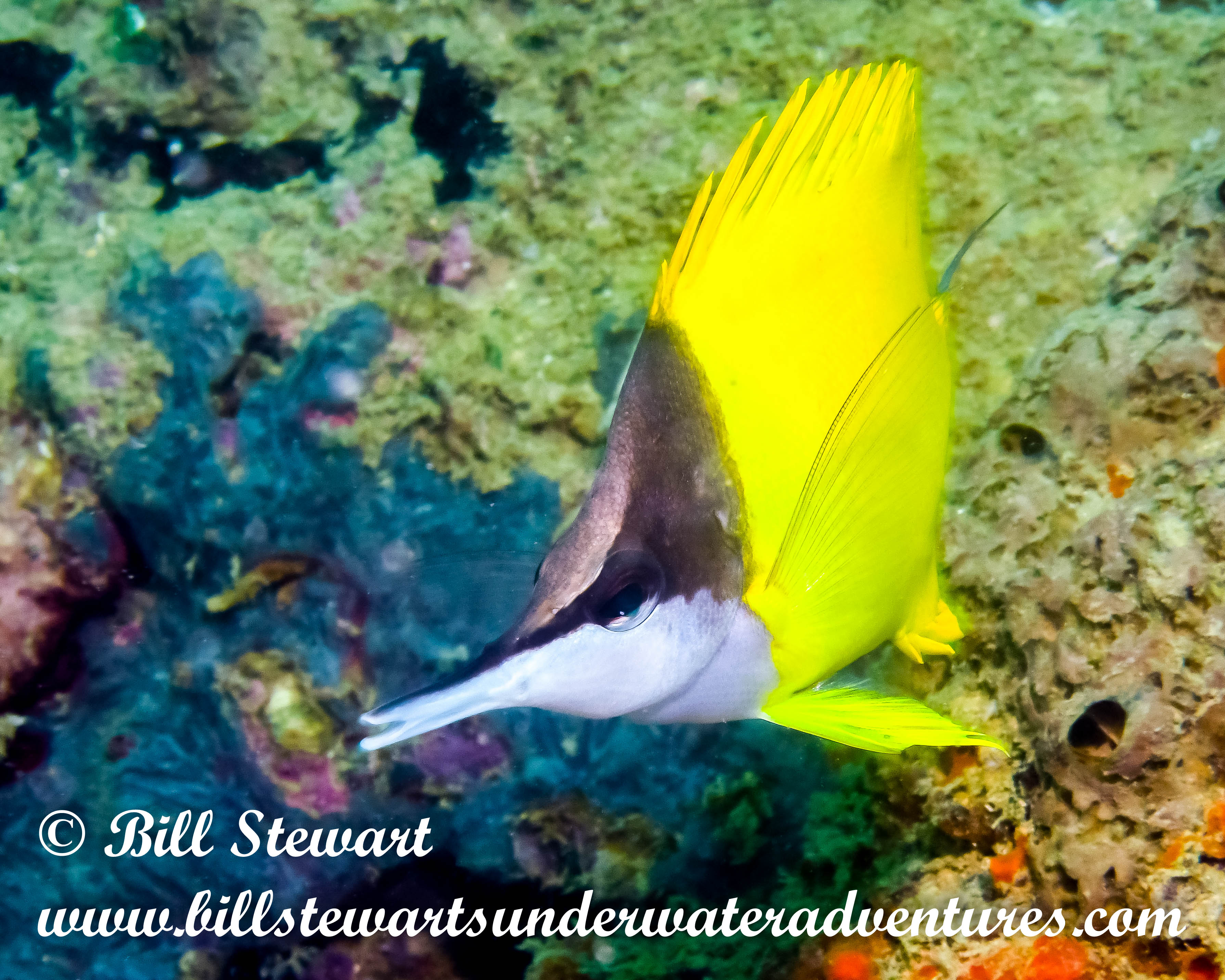 Diving Subic Bay with Arizona Dive Resort – Bill Stewart's Underwater ...